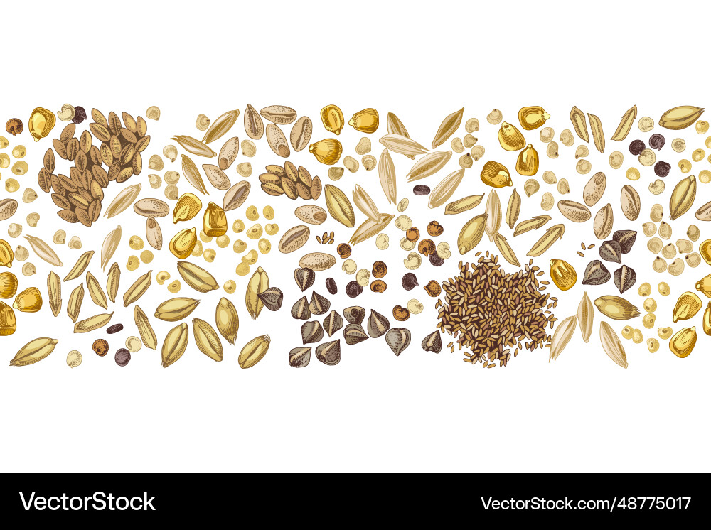 Cereal crop seeds seamless border Royalty Free Vector Image