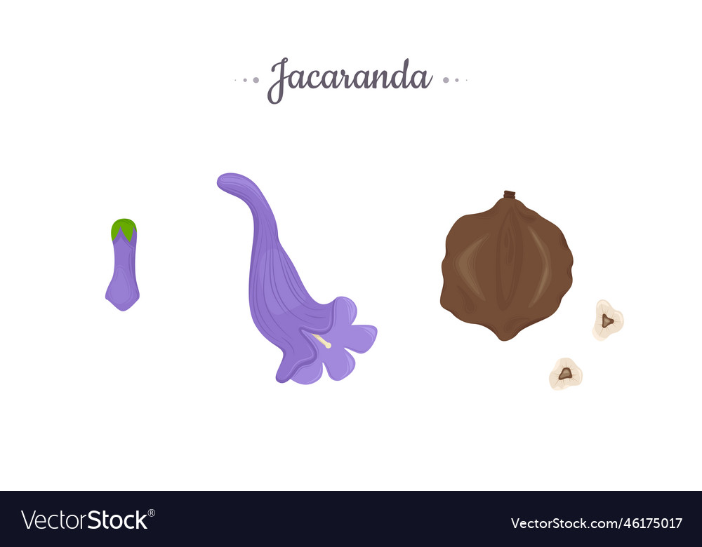 Jacaranda Mimosifolia Find Trees & Learn | University of Arizona Campus Arboretum