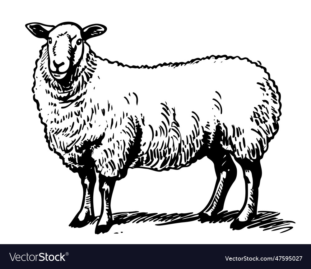 Cute sheep breeding sketch hand drawn in doodle Vector Image Cute sheep breeding sketch hand drawn in doodle Vector Image