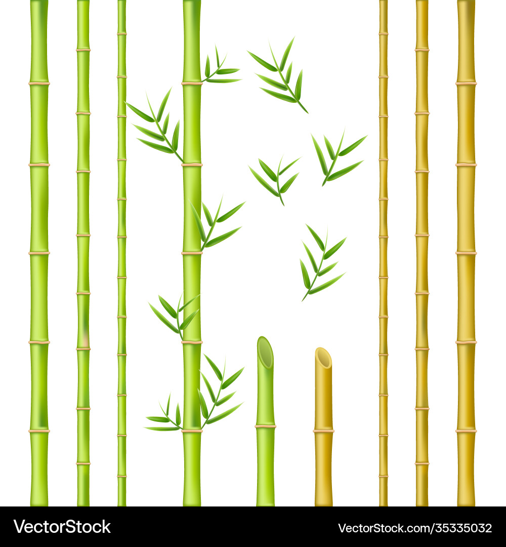 Bamboo stems design natural green oriental Vector Image