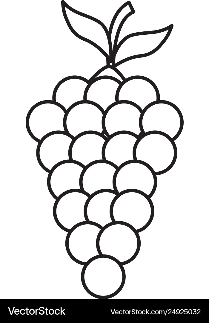 Fresh grapes fruits icon Royalty Free Vector Image