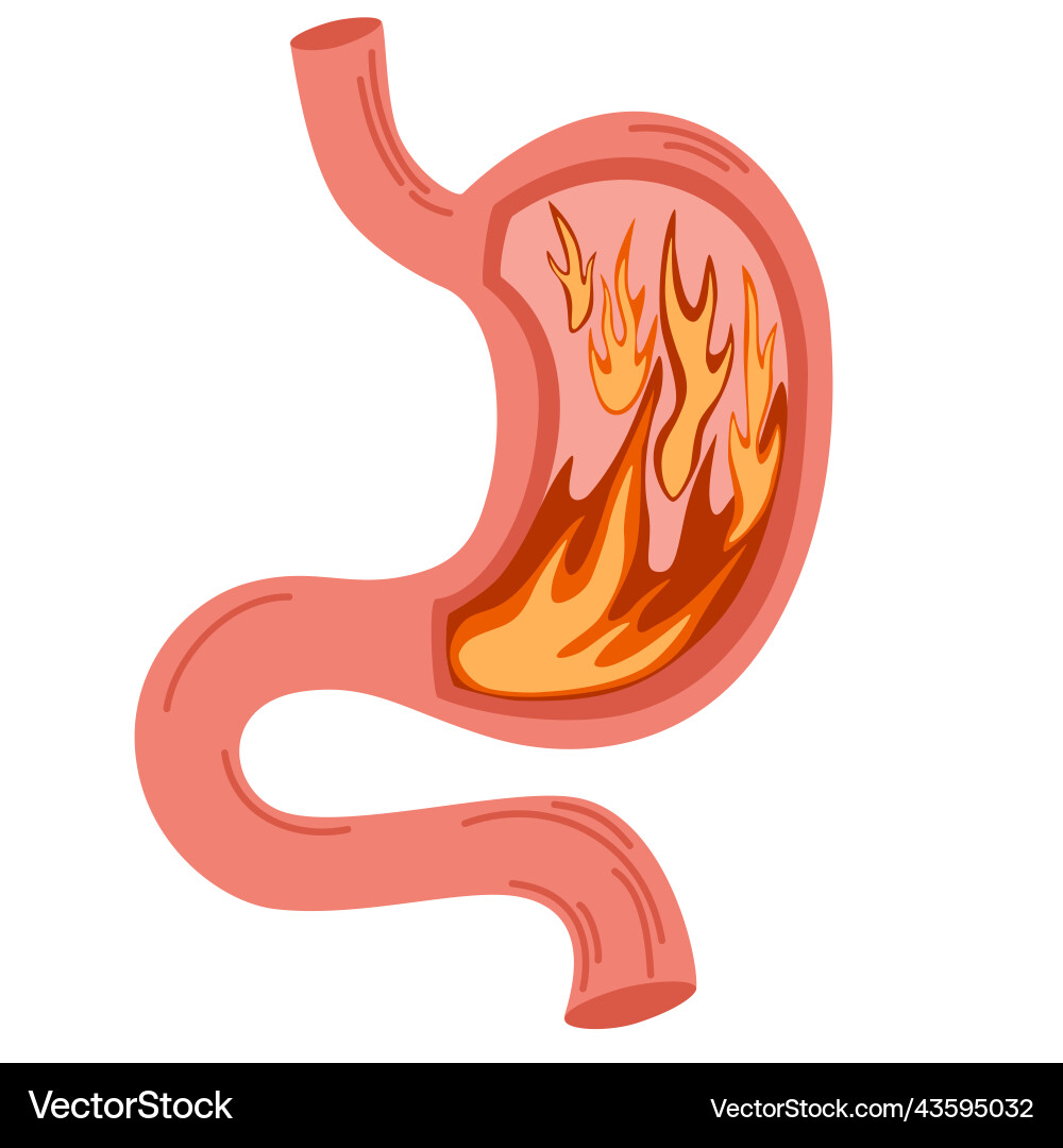 Human stomach on fire unhealthy concept Royalty Free Vector