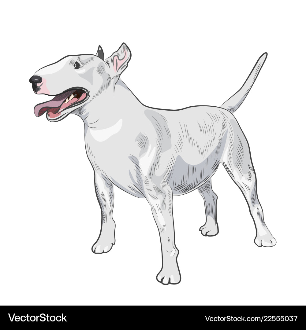 Bull terrier dog breed isolated on white Vector Image