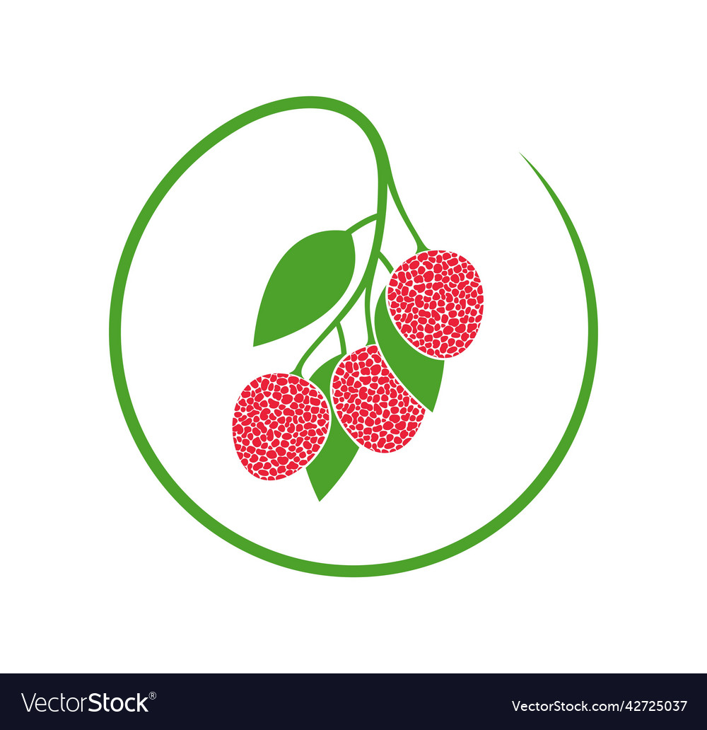 Lychee Royalty Free Vector Image - VectorStock