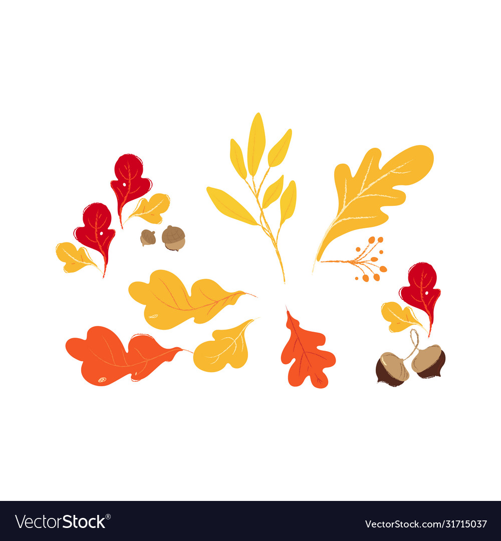 Set red orange and yellow autumn and fall oak Vector Image