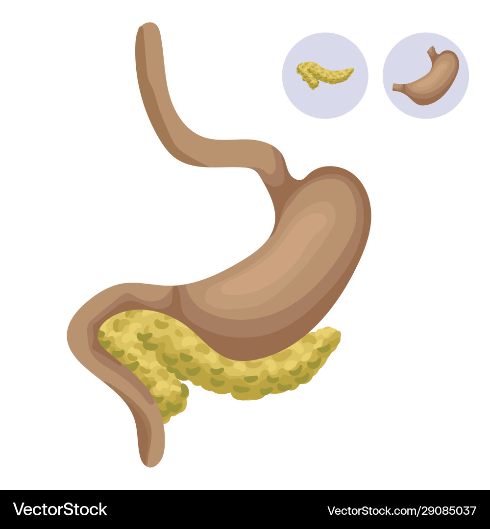 Stomach and pancreas human organs flat Royalty Free Vector