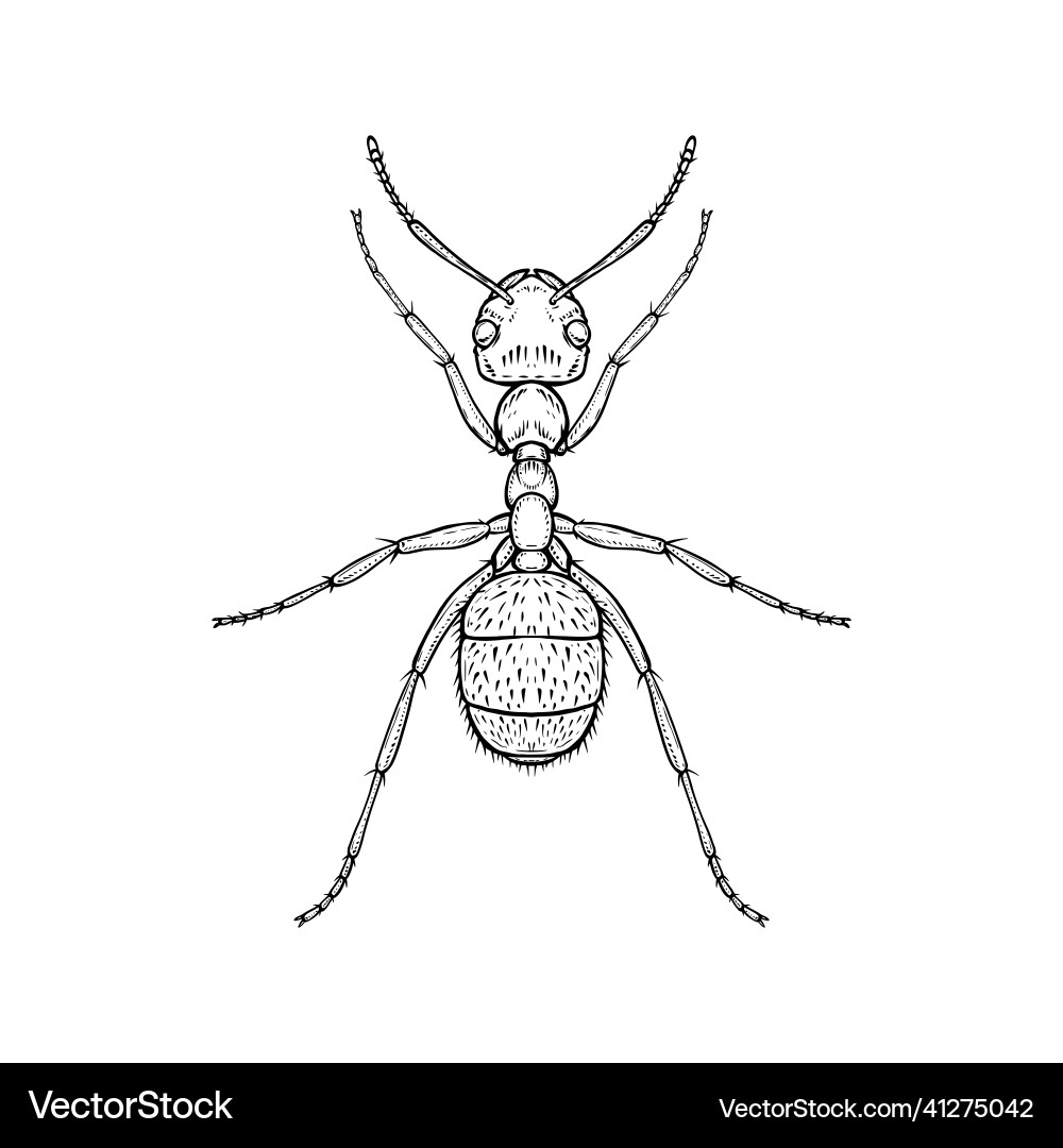 Ant in graphic style isolated Royalty Free Vector Image