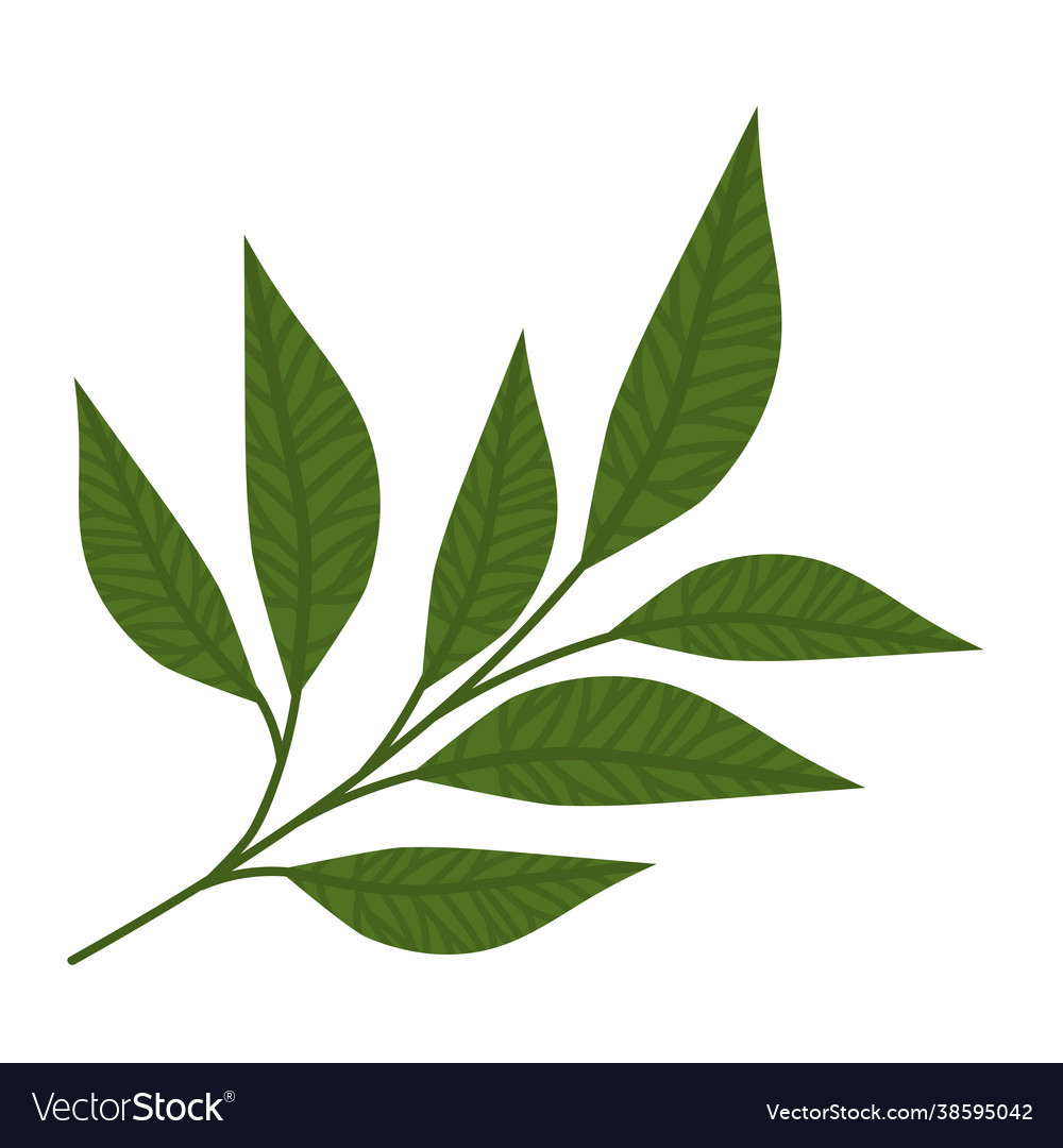 Lanceolate leaves Royalty Free Vector Image - VectorStock