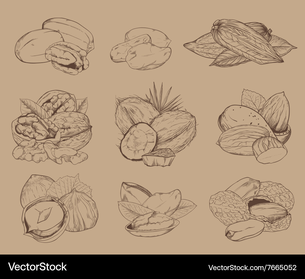 Engraved nuts isolated set of mixed nuts Vector Image