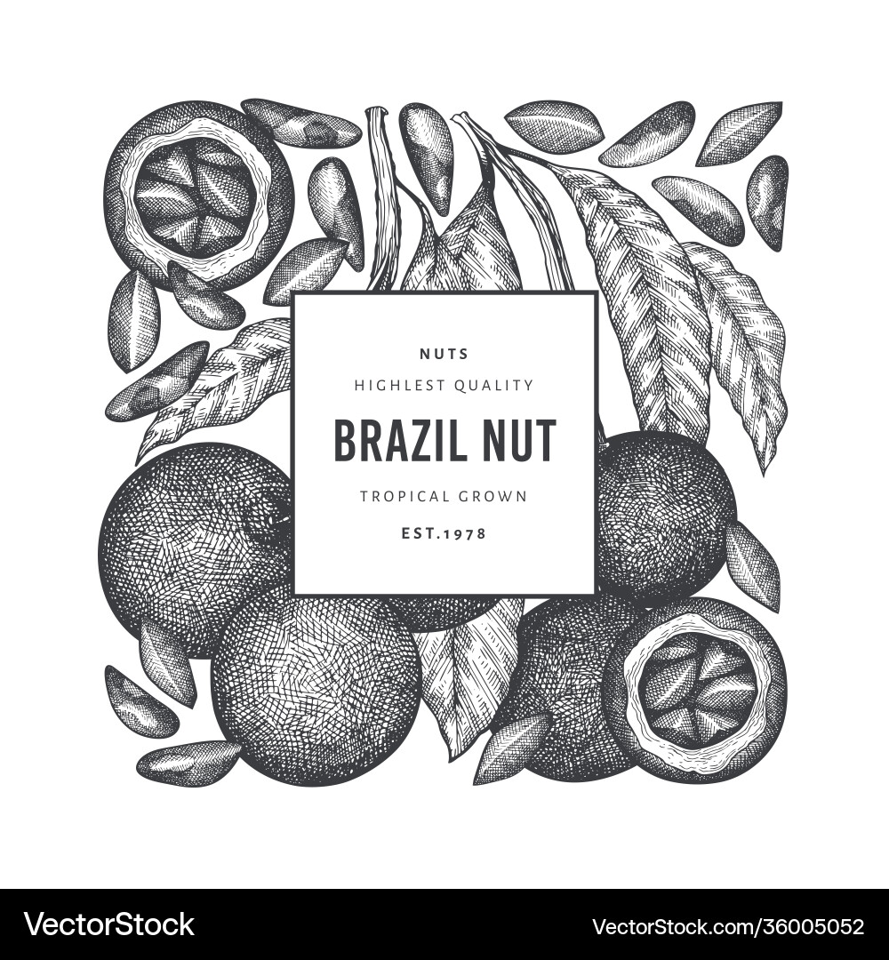 Hand drawn brazilian branch and kernels Royalty Free Vector