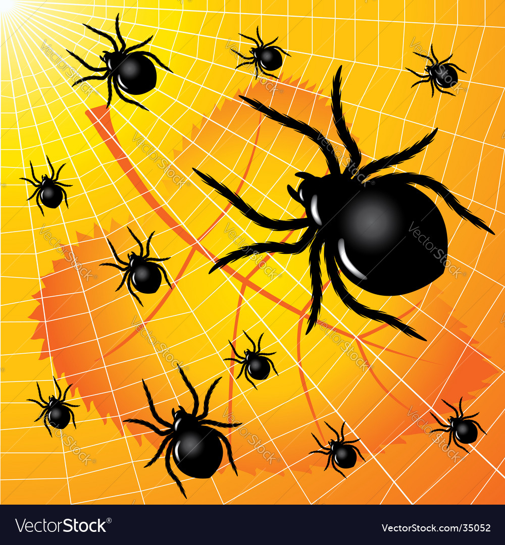 Spider web Royalty Free Vector Image - VectorStock