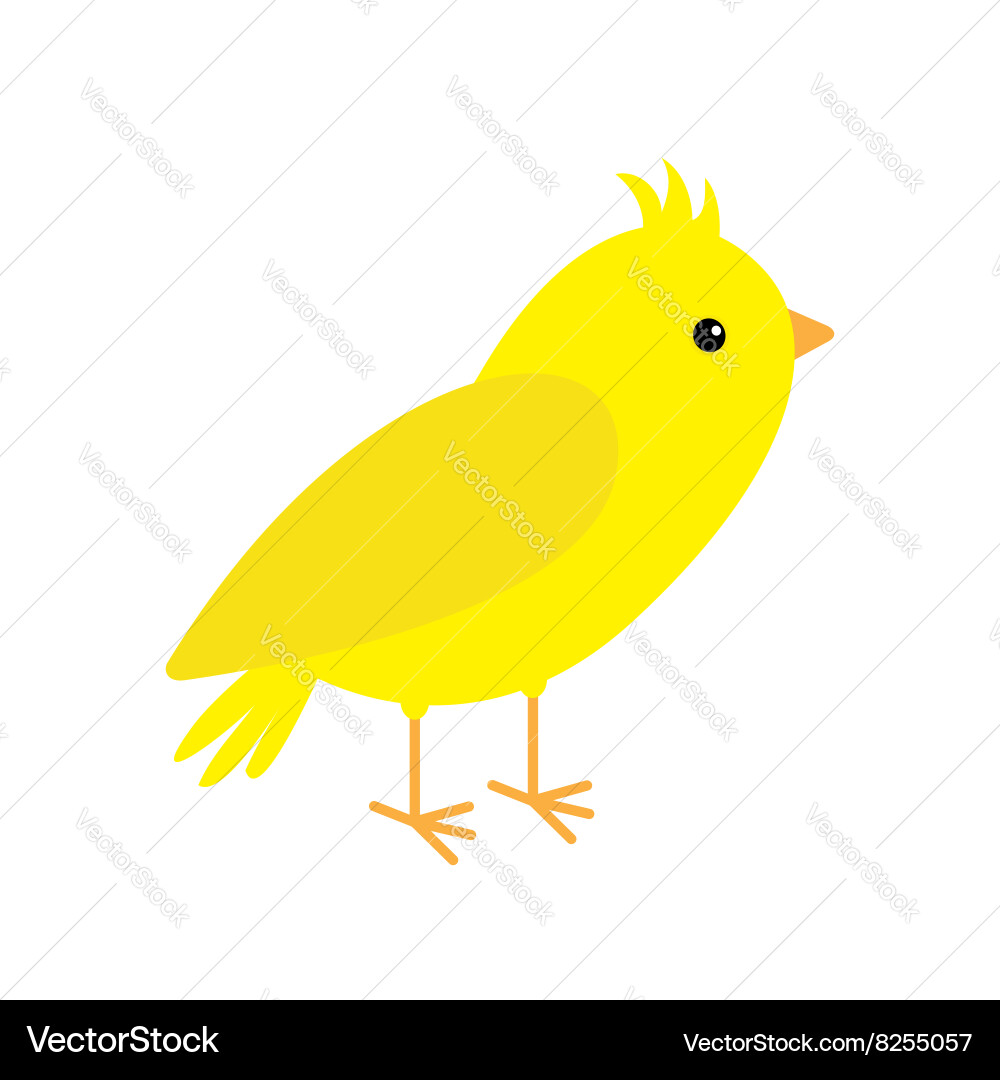 Canary bird yellow feather white background Vector Image