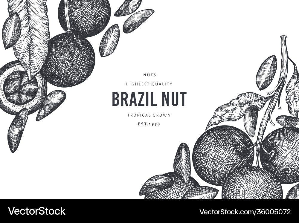 Hand drawn brazilian branch and kernels Royalty Free Vector