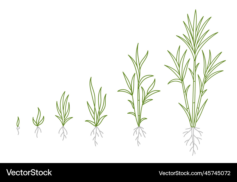 Sugar cane animation of the development Royalty Free Vector