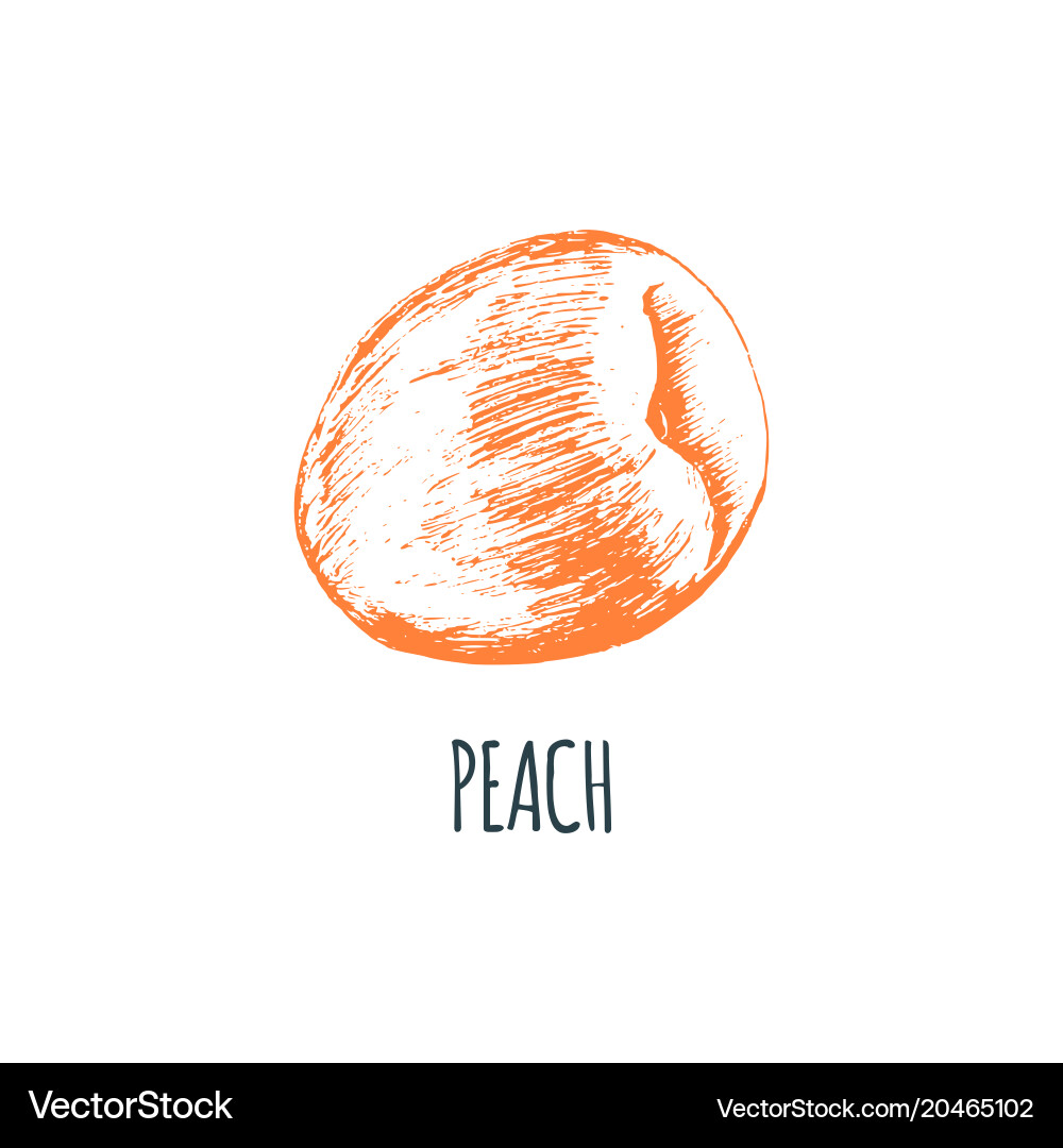 Hand drawn peach on white background Royalty Free Vector