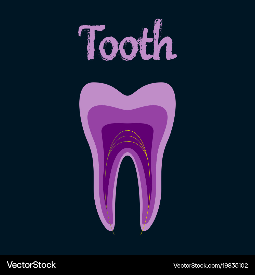Human organ icon in flat style tooth Royalty Free Vector