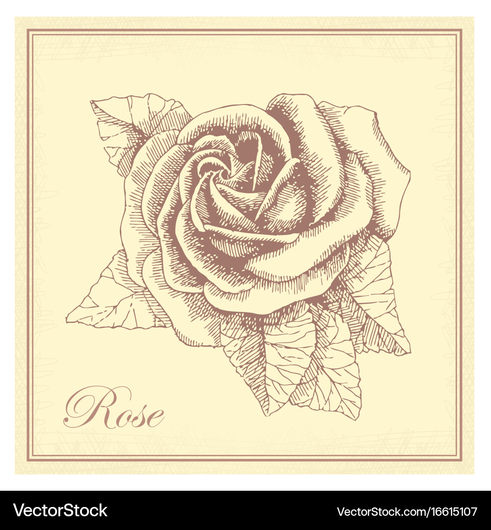 Hand drawn rose in a retro style Royalty Free Vector Image