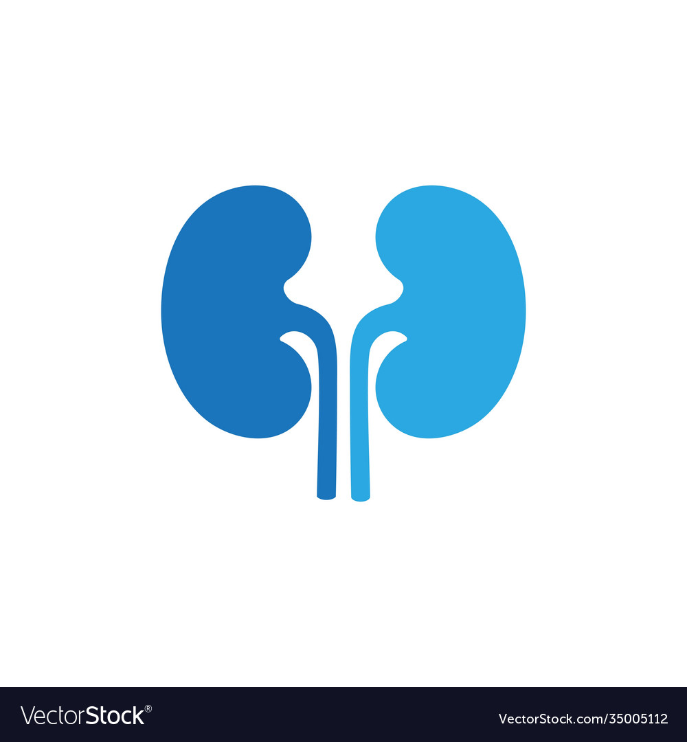 Kidney Royalty Free Vector Image - VectorStock