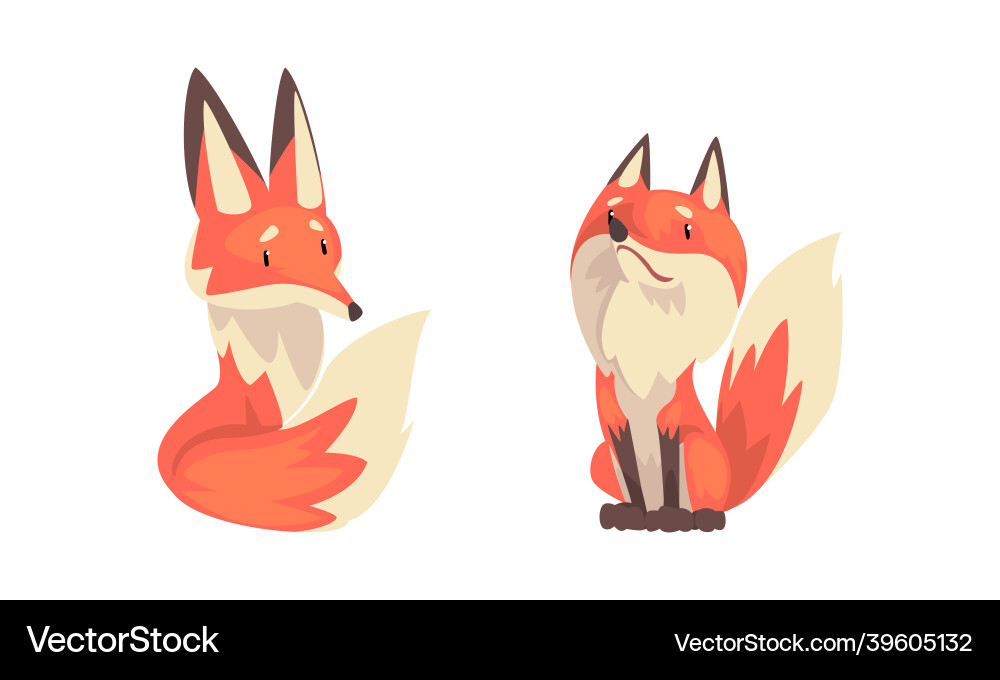 Fox animal with upright ears pointed snout Vector Image