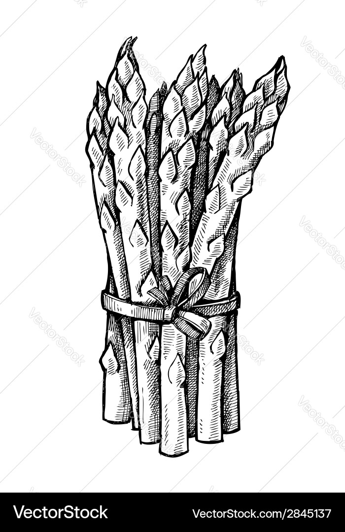 Hand drawn of asparagus Royalty Free Vector Image