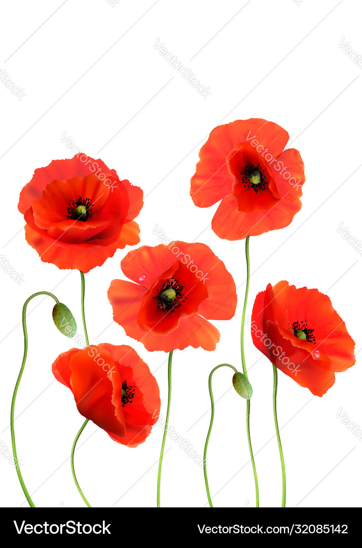 A red poppies isolated on white background 3d Vector Image