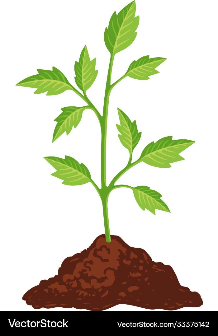 Plant Sprout Cartoon