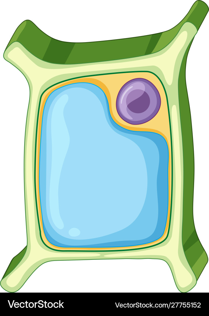 Diagram showing plant cell Royalty Free Vector Image