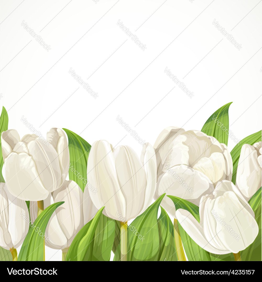 White tulips on background Royalty Free Vector Image