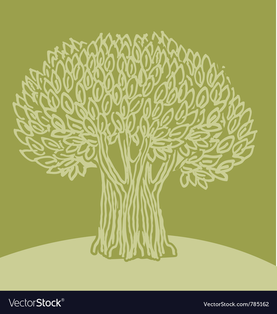 Olive tree Royalty Free Vector Image - VectorStock