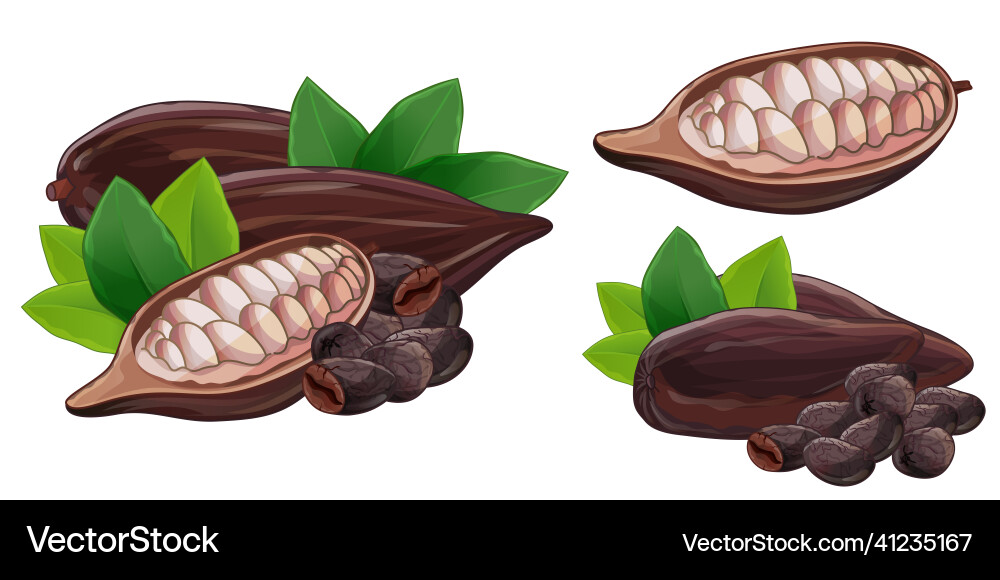 Cocoa seed set isolated cacao grains in pod Vector Image