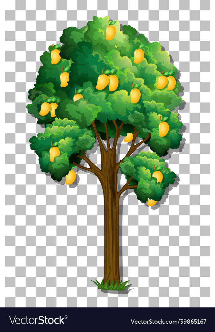 Mango tree on transparent background Royalty Free Vector