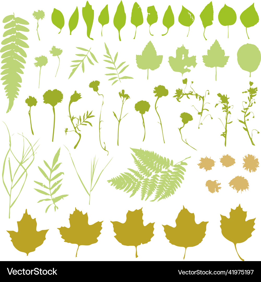 Big natural design elements floral set graphic Vector Image