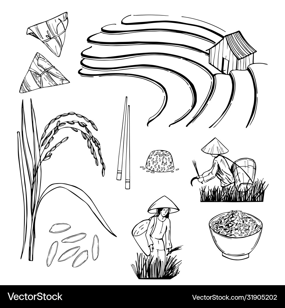 Rice cultivation in asia sketch Royalty Free Vector Image