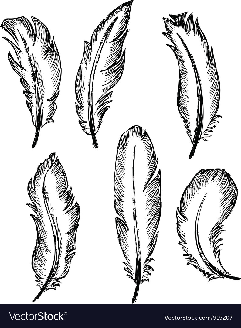Feather set Royalty Free Vector Image - VectorStock