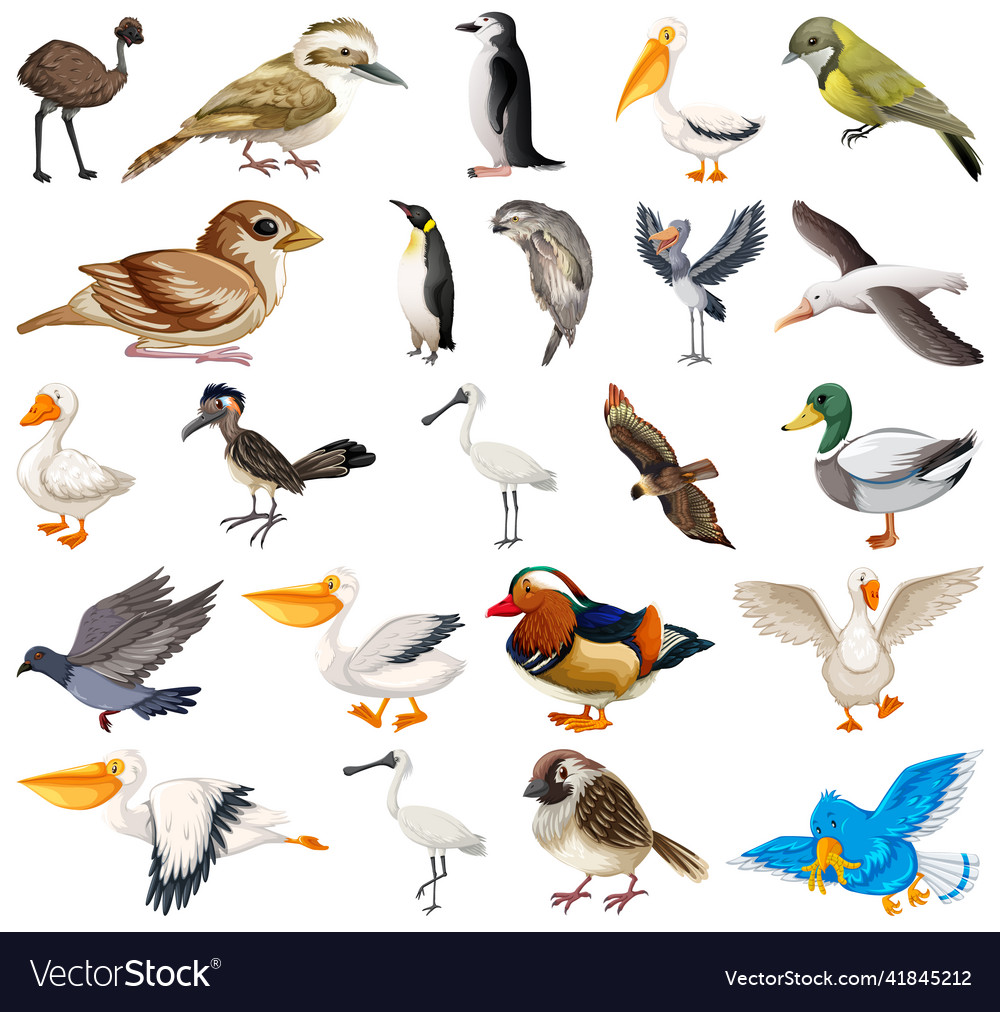 Different kinds of birds collection Royalty Free Vector Different kinds of birds collection Royalty Free Vector
