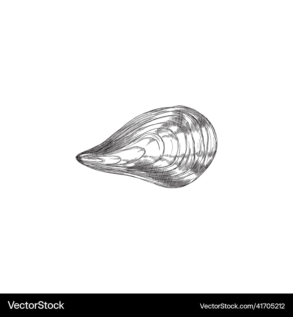 Mussel in closed shell monochrome sketch Vector Image