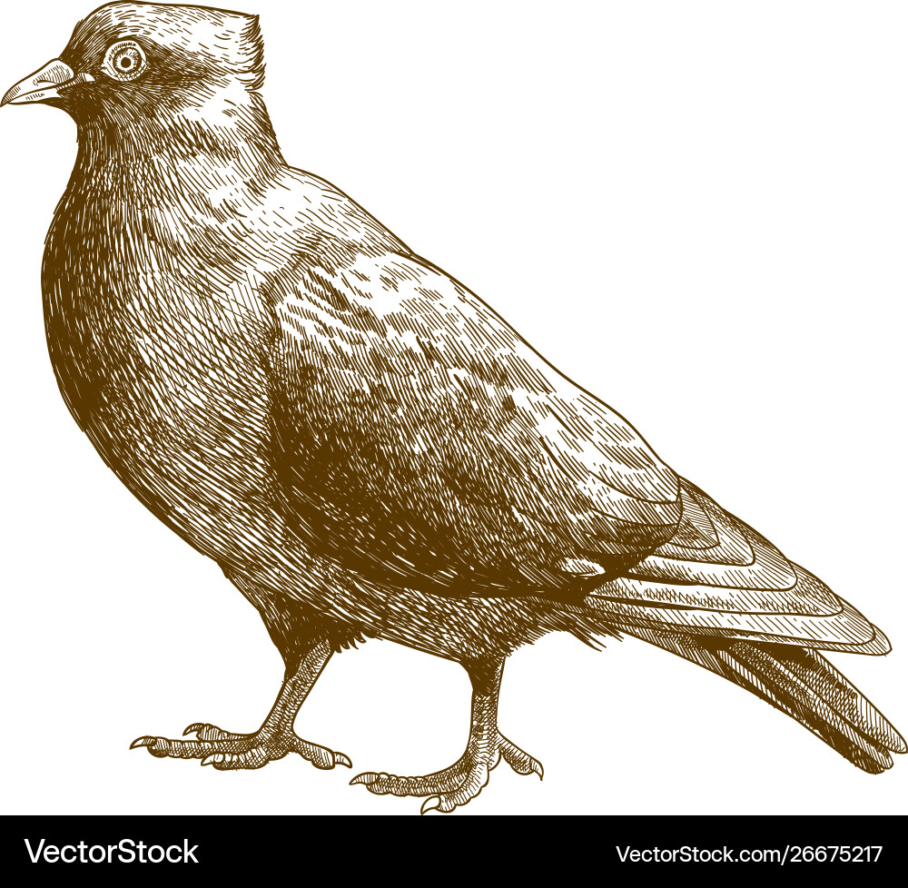 Engraving antique dove bird Royalty Free Vector Image