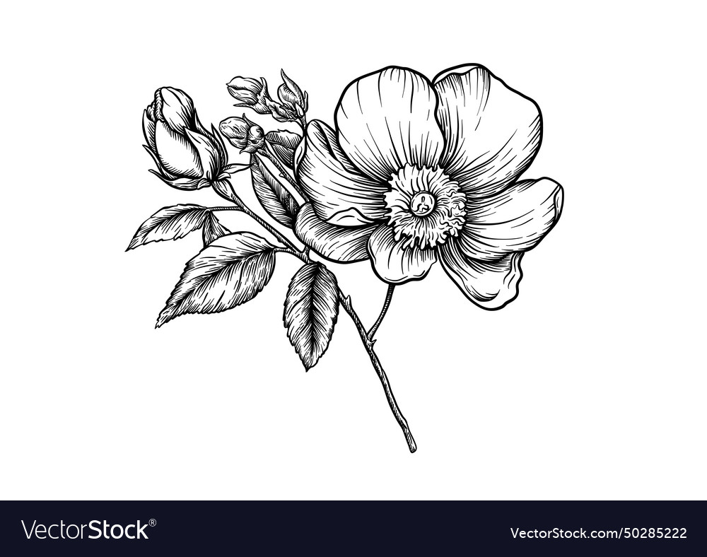 Boutonniere of wild rose flowers and berries Vector Image Boutonniere of wild rose flowers and berries Vector Image