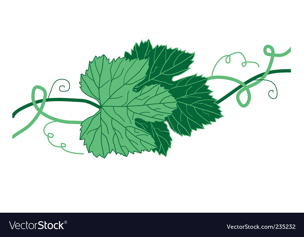 Grape leaves Royalty Free Vector Image - VectorStock