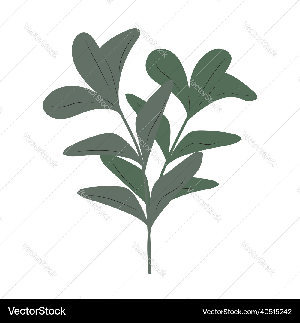 Ficus branch home plant isolated Royalty Free Vector Image