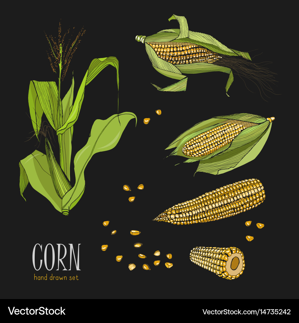 Set corn plant colorful hand drawn collection Vector Image