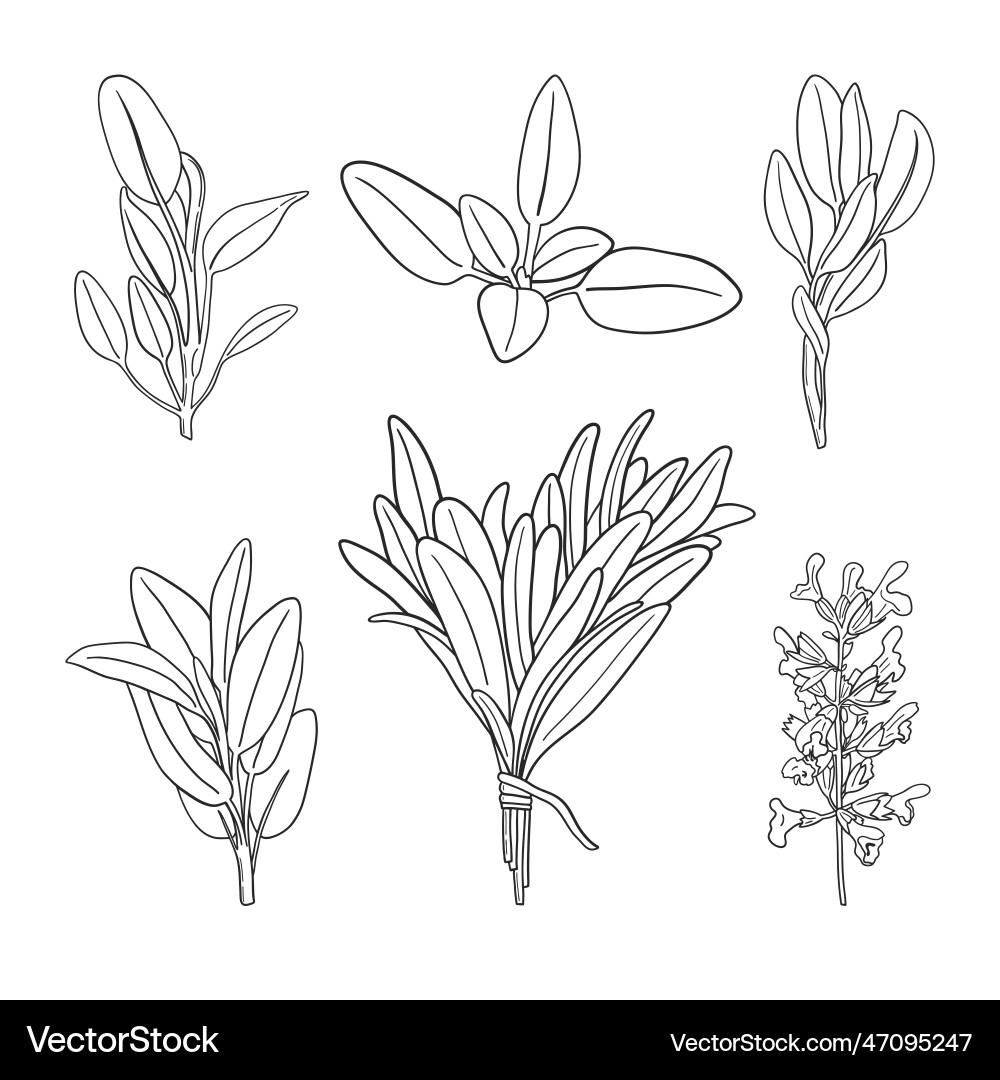 Set of hand drawn sage branches Royalty Free Vector Image
