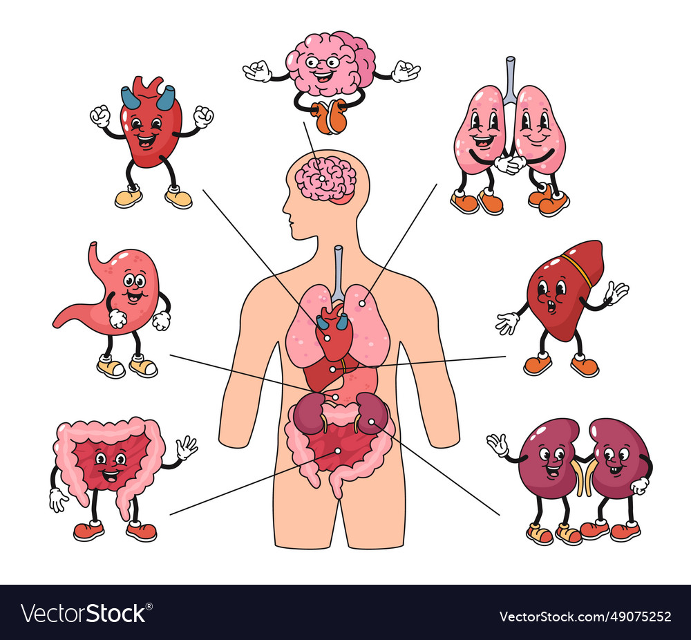 Cartoon human body organs mascots anatomy poster Vector Image