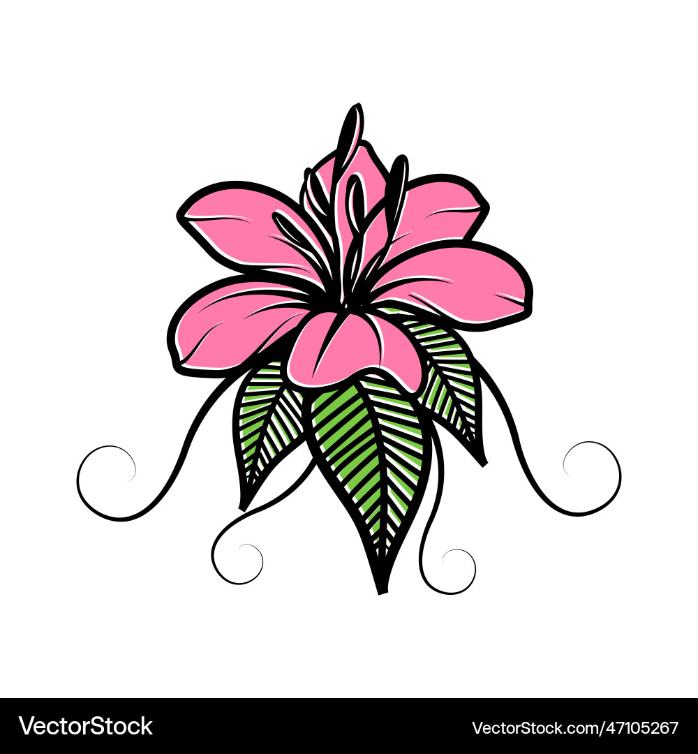Beautiful pink lily on a white background Vector Image