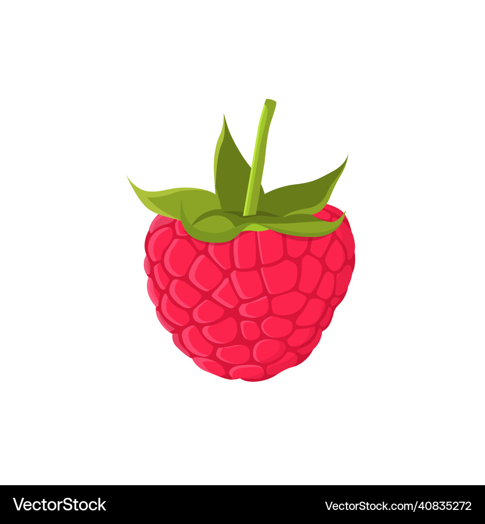 Flat of raspberries isolated on background Vector Image
