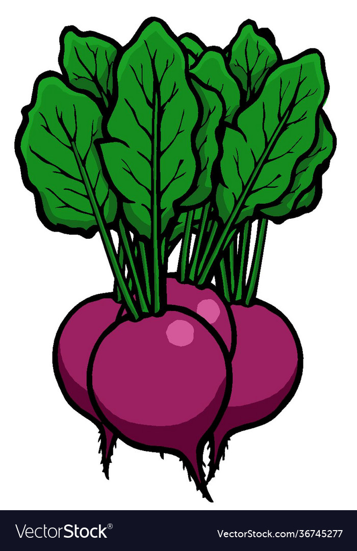 Beet Royalty Free Vector Image - VectorStock