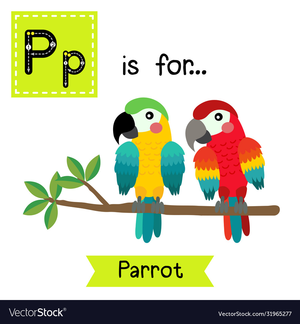 Letter p tracing colorful parrot bird Royalty Free Vector