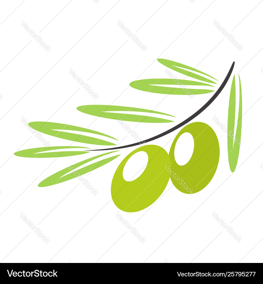 Olive branch label on white background stock Vector Image