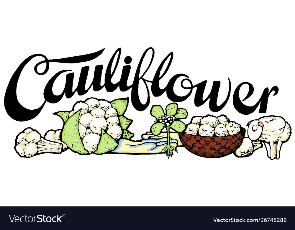 Cauliflower Royalty Free Vector Image - VectorStock