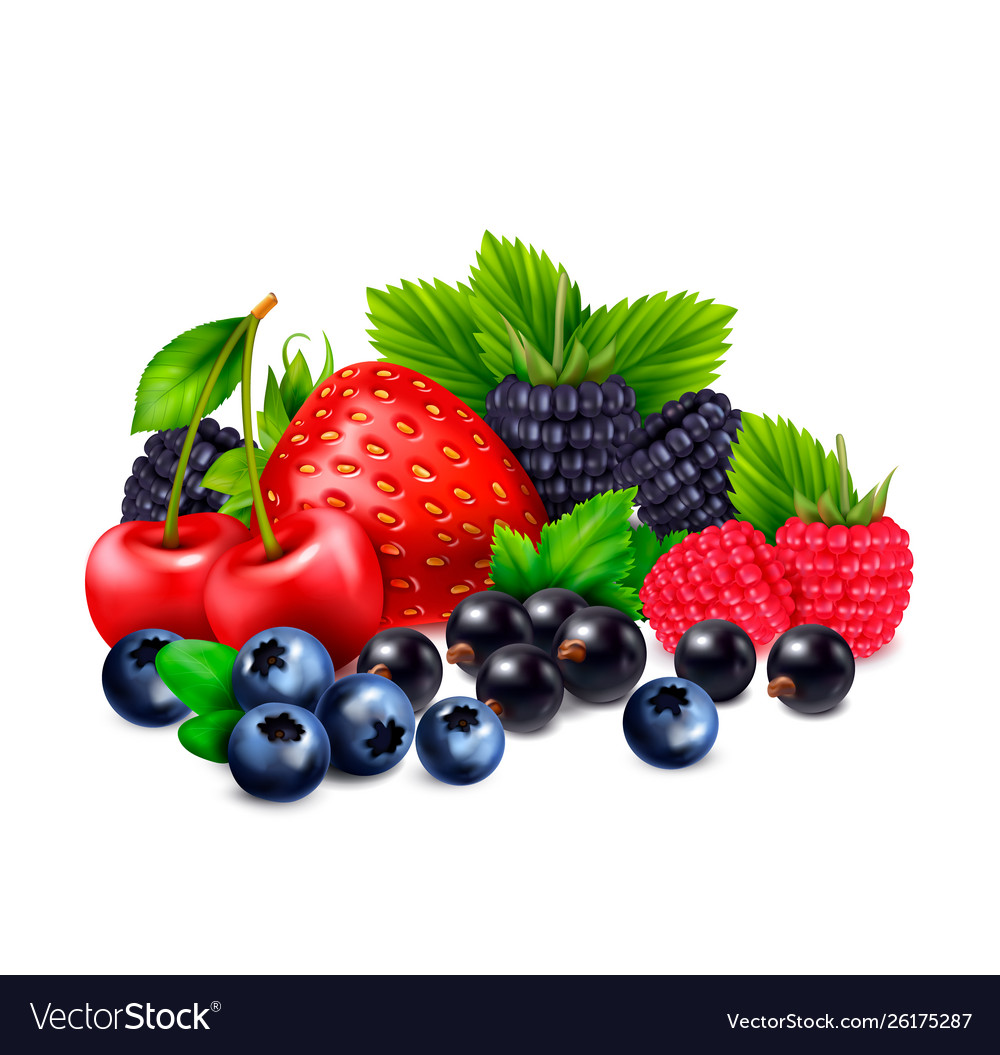 Bunch berries composition Royalty Free Vector Image